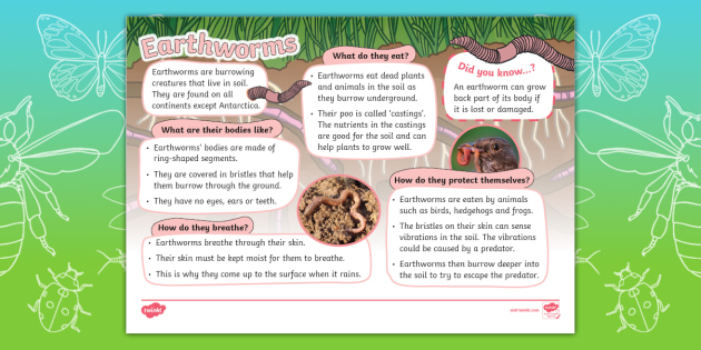 Earthworm Observation Printable