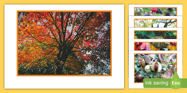 KS2 Nature in Autumn Display Photos (teacher made)
