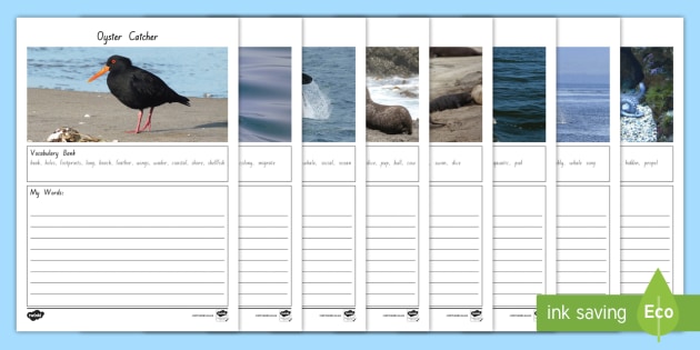 Albatross Facts for Kids - Twinkl Homework Help - Twinkl