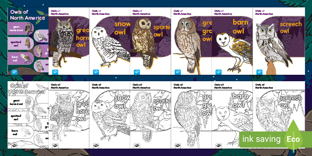 Owls of North America Posters (teacher made)