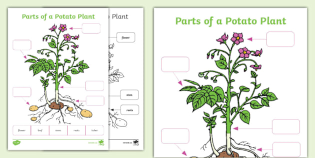 Potato Plant Diagram For Kindergarten