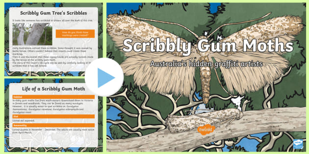 Scribbly Gum Moth PowerPoint (teacher made)