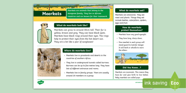 Meerkat Facts for Kids - Twinkl Homework Help - Twinkl