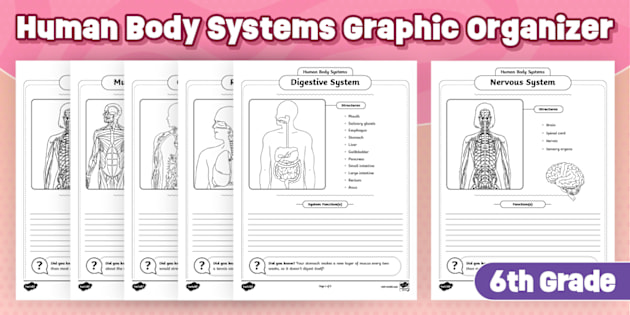 Human Body Systems Research Notes Graphic Organizer Human Body