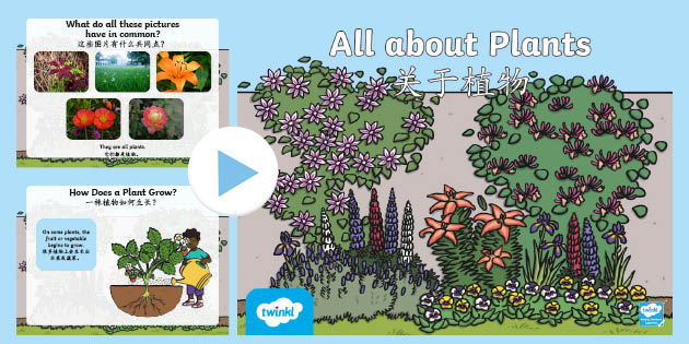KS1 All About Plants PowerPoint - English/Mandarin Chinese