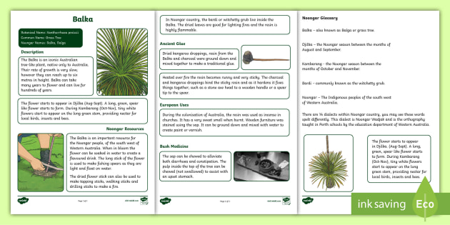 Grass Tree Fact Sheet | F-2 (Teacher-Made)