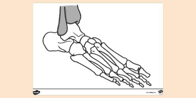 Foot Bones Colouring | Colouring Sheets (teacher made)
