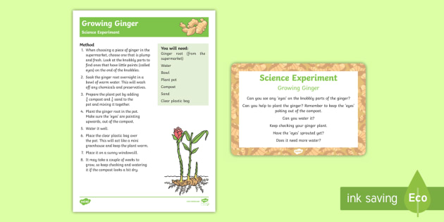 EYFS Growing Ginger Science Experiment and Prompt Card Pack