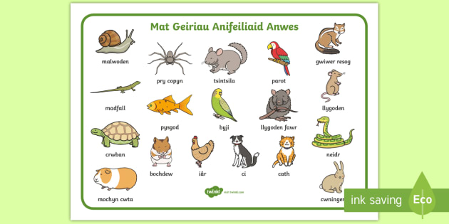 Mat Geiriau Anifeiliaid Anwes (teacher made)