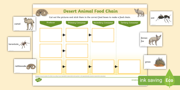 Food Chains Science | twinkl.co.uk