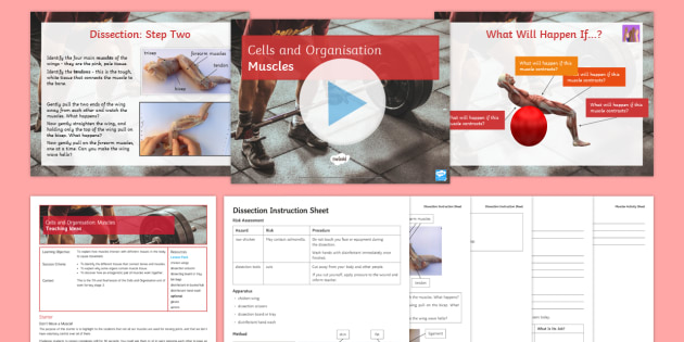 Muscle Contraction PowerPoint - Biology Dissection - Beyond