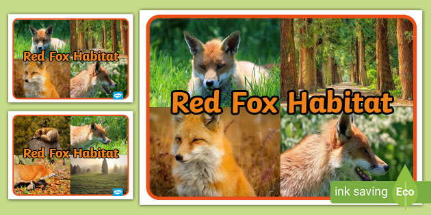 Red Fox Habitat Display Photos (teacher made)