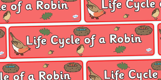 FREE! - Robin Life Cycle Display Banner (teacher made)