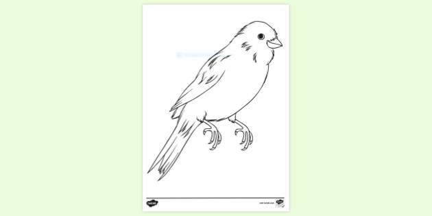 FREE! - Bird Colouring | Colouring Sheets (teacher made)