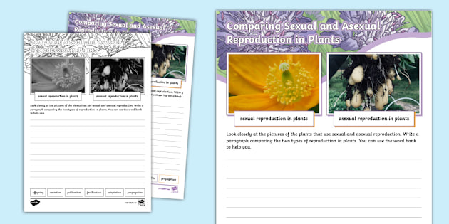 Asexual And Sexual Reproduction Worksheet