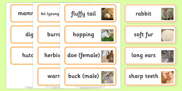 Rabbit Word Cards (teacher made)