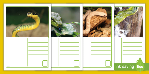 FREE! - Snake Themed Postcards (teacher made)
