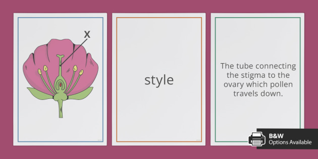 Parts of a Flower Display Cards | Biology | Beyond