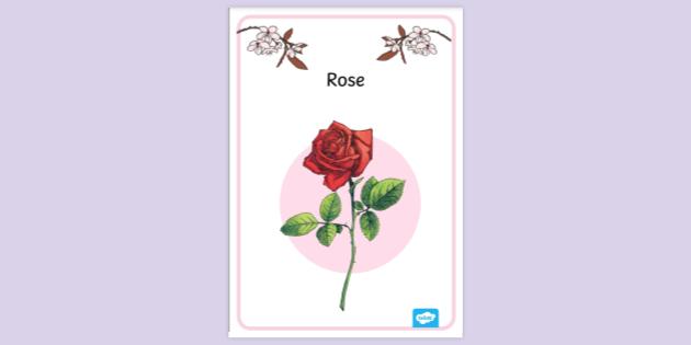 FREE! - Printable Rose Poster | Primary Resources