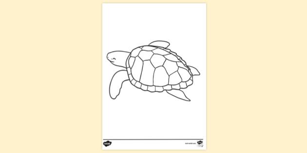 Turtles Printables | twinkl.com.au
