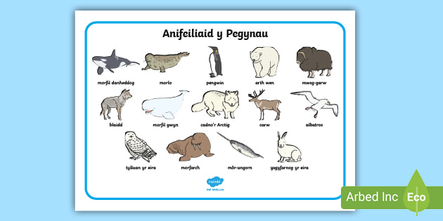 Mat Geiriau Anifeiliaid y Pegynau (teacher made)