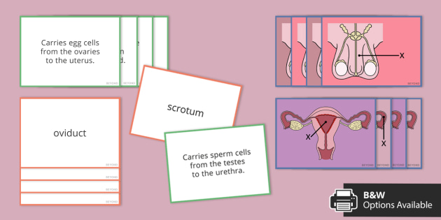 Human Reproductive Systems Find a Friend | Biology | Beyond
