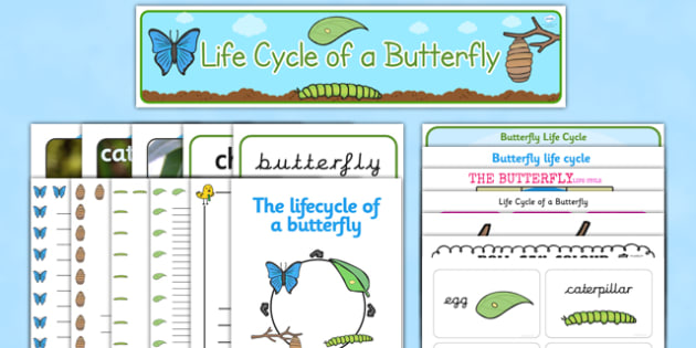 Butterfly Life Cyle Resource Pack (Teacher-Made)