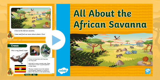 EYFS All About the African Savanna Information PowerPoint