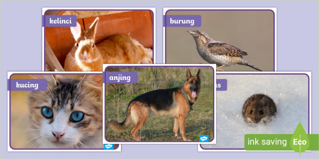 Pet Animals Photo Display Posters Indonesian Binatang