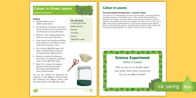 EYFS Colour in Leaves Science Experiment and Prompt Card Pack