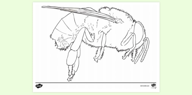 Common Carder Bumblebee Colouring sheet | Colouring Sheets