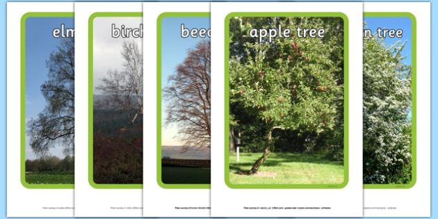 Display UK Trees Photos - KS1 - Primary Resource - 5-7 years