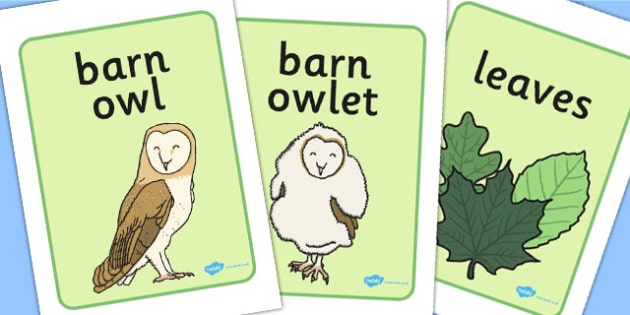 Owl Display Posters (teacher made)