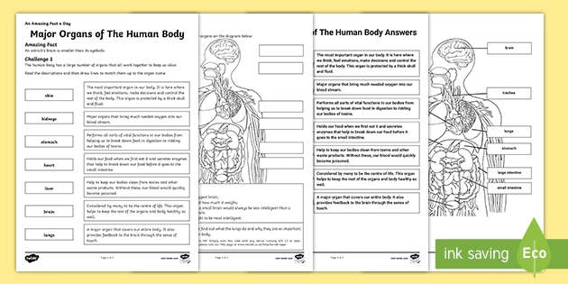 KS2 Main Organs Of The Human Body Worksheet With AR