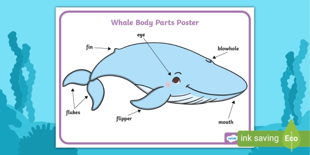 EYFS Whale Body Parts Poster (teacher made)