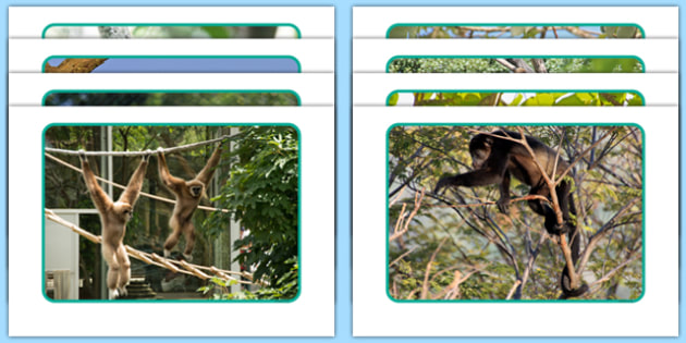 Monkeys Display Photos