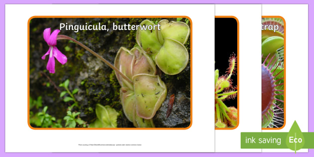 Carnivorous Plants Display Photos (teacher made)