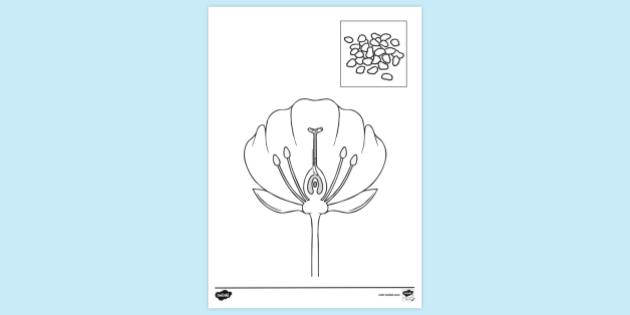 FREE! - Plant Pollen Grains Colouring Sheet | Colouring Sheets