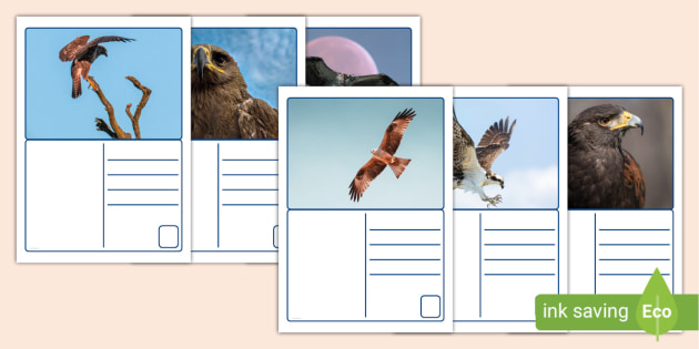 FREE! - Hawk Themed Postcards (teacher made)