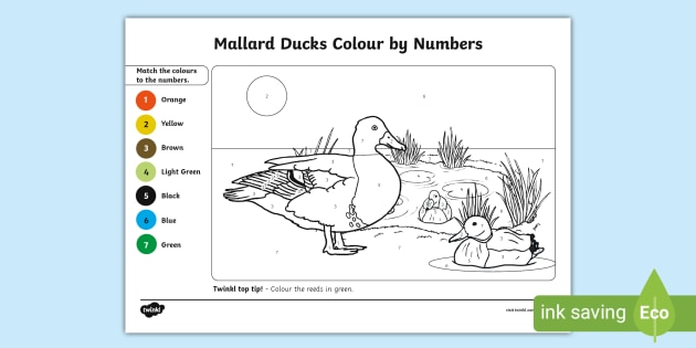 FREE! - Mallard Ducks Colour by Number (teacher made)