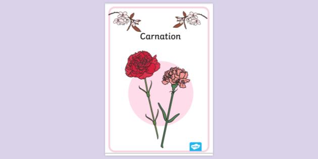 Carnation Poster - Primary Resources | Twinkl
