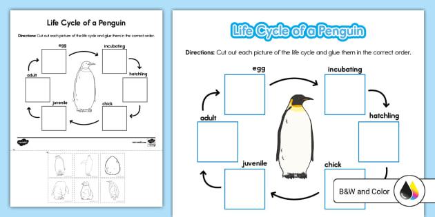 Penguin Life Cycle Penguin Life Cycle Printable Pack Simple Living.
