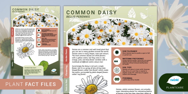Garden Plant Fact File: Daisies, Spring Flowers, Plants