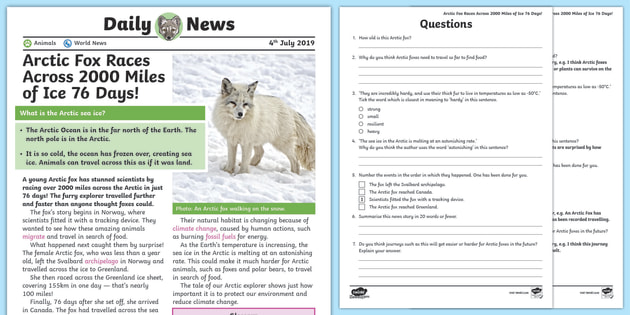 UKS2 Arctic Fox Daily News Story (Teacher-Made)