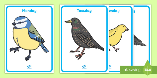 Days of the Week on Birds - Days of the Week on Birds