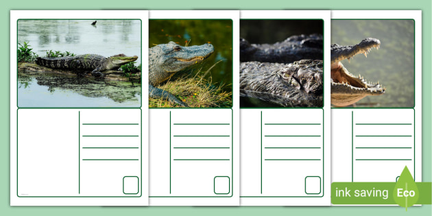 FREE! - Alligator Themed Postcards (teacher made)