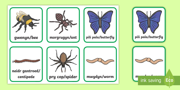 Insects In Welsh - Printable Flashcards - Learning Resources