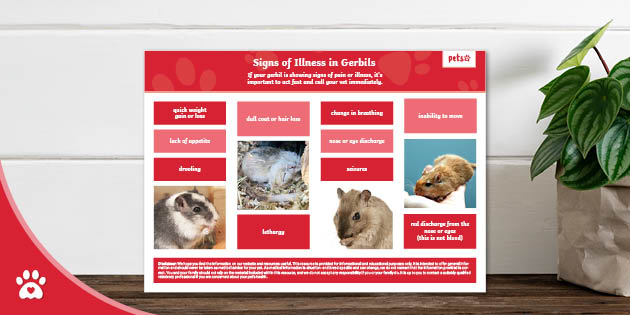 Signs of Illness in Gerbils - Display Poster - Twinkl Pets