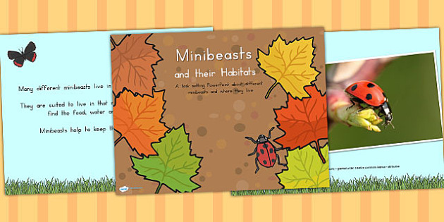 Minibeasts and their Micro Habitat PowerPoint - discussion prompt
