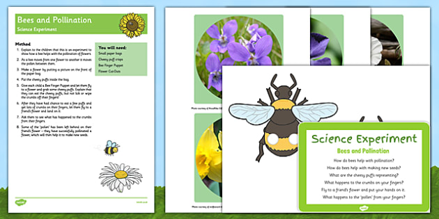 EYLF Bee and Pollination Science Experiment Pack